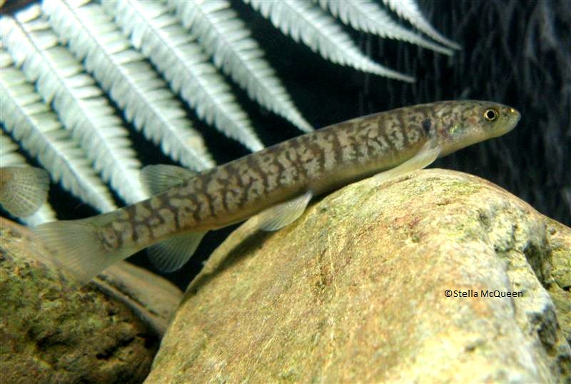 Why not whitebait? – Freshwater for life